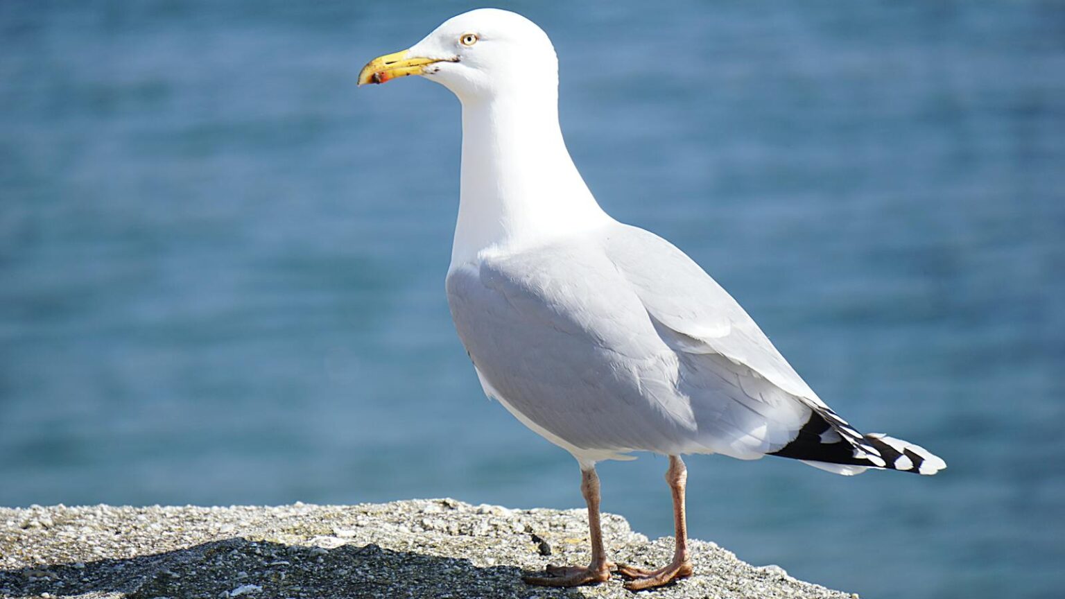 The Role of Daylight Changes in Triggering Migration - bird-life.com