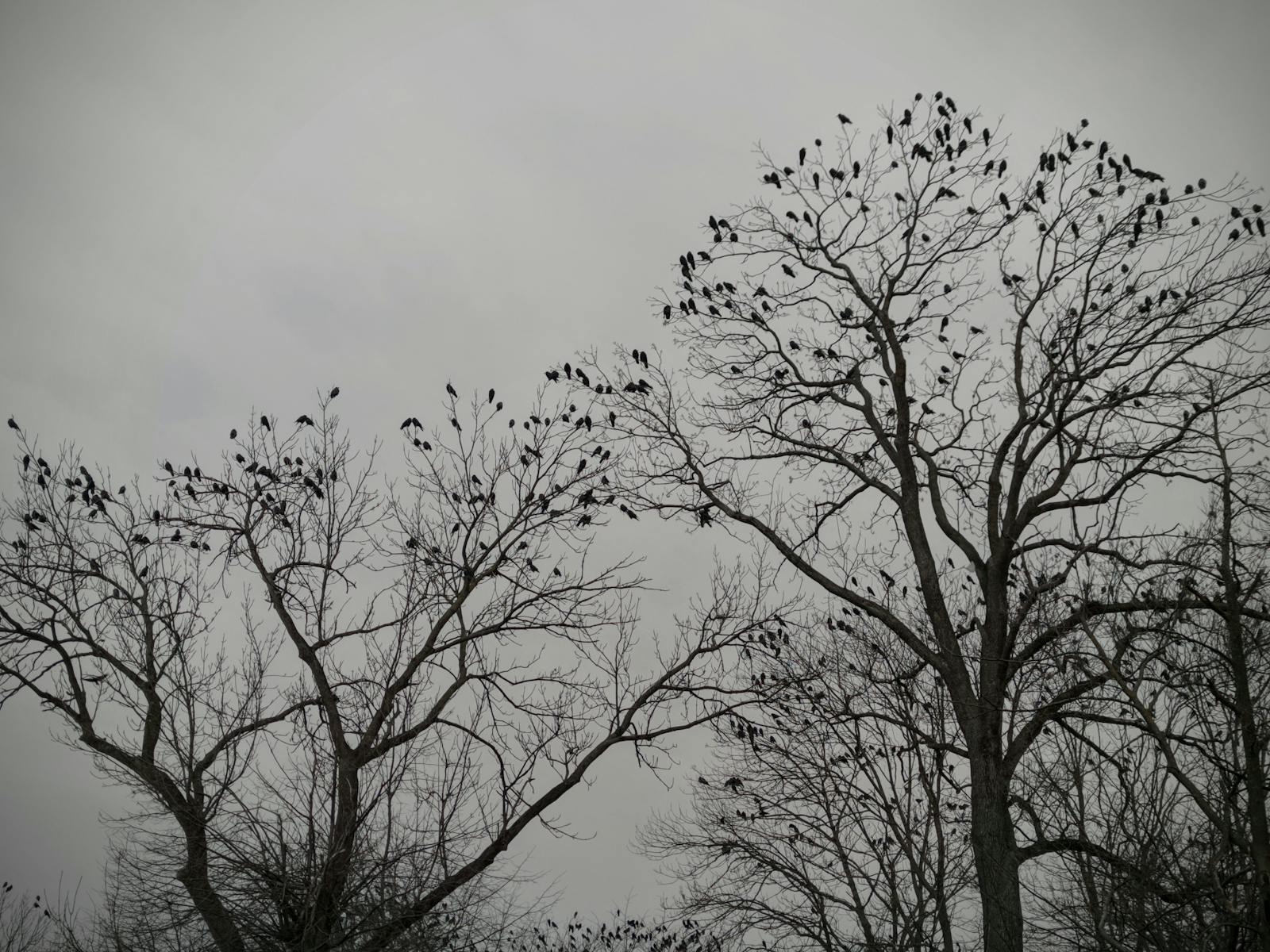 Why Some Birds Roost Together at Night - bird-life.com