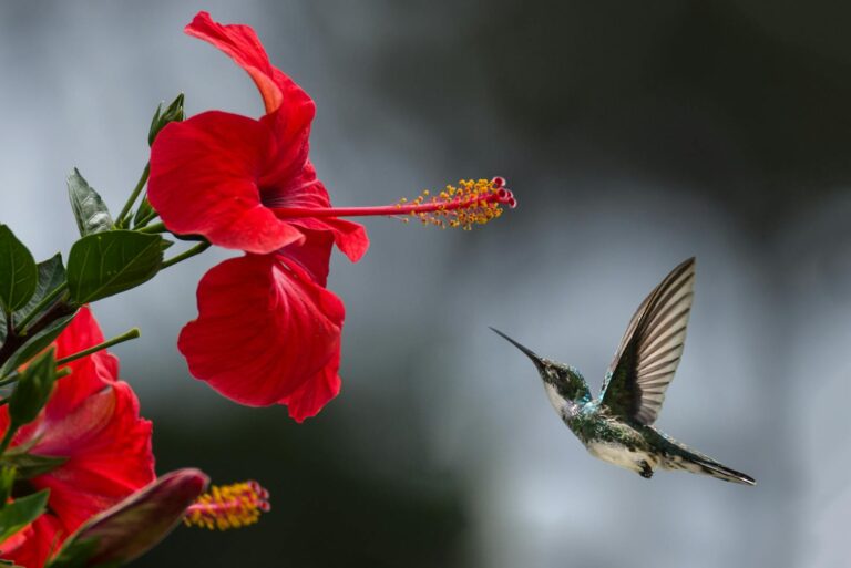 The Only Bird That Can Fly Backward and Upside Down - bird-life.com