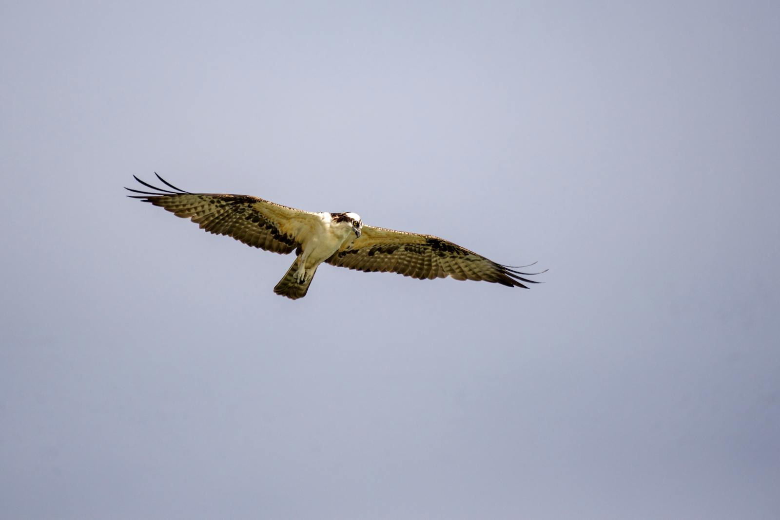 The Bird That Uses Fire to Hunt - bird-life.com