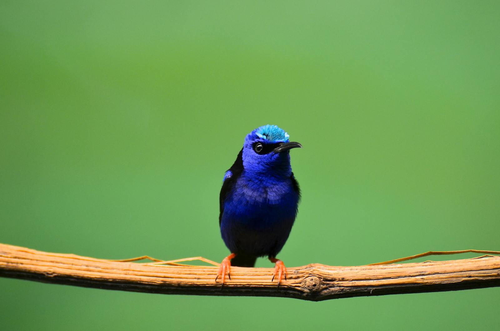 Why Songbirds Prefer One Tree Over Another - bird-life.com