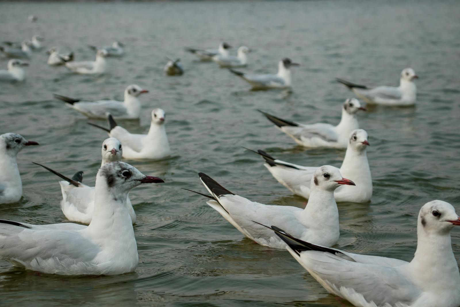 Why Some Birds Skip Migration Entirely - bird-life.com