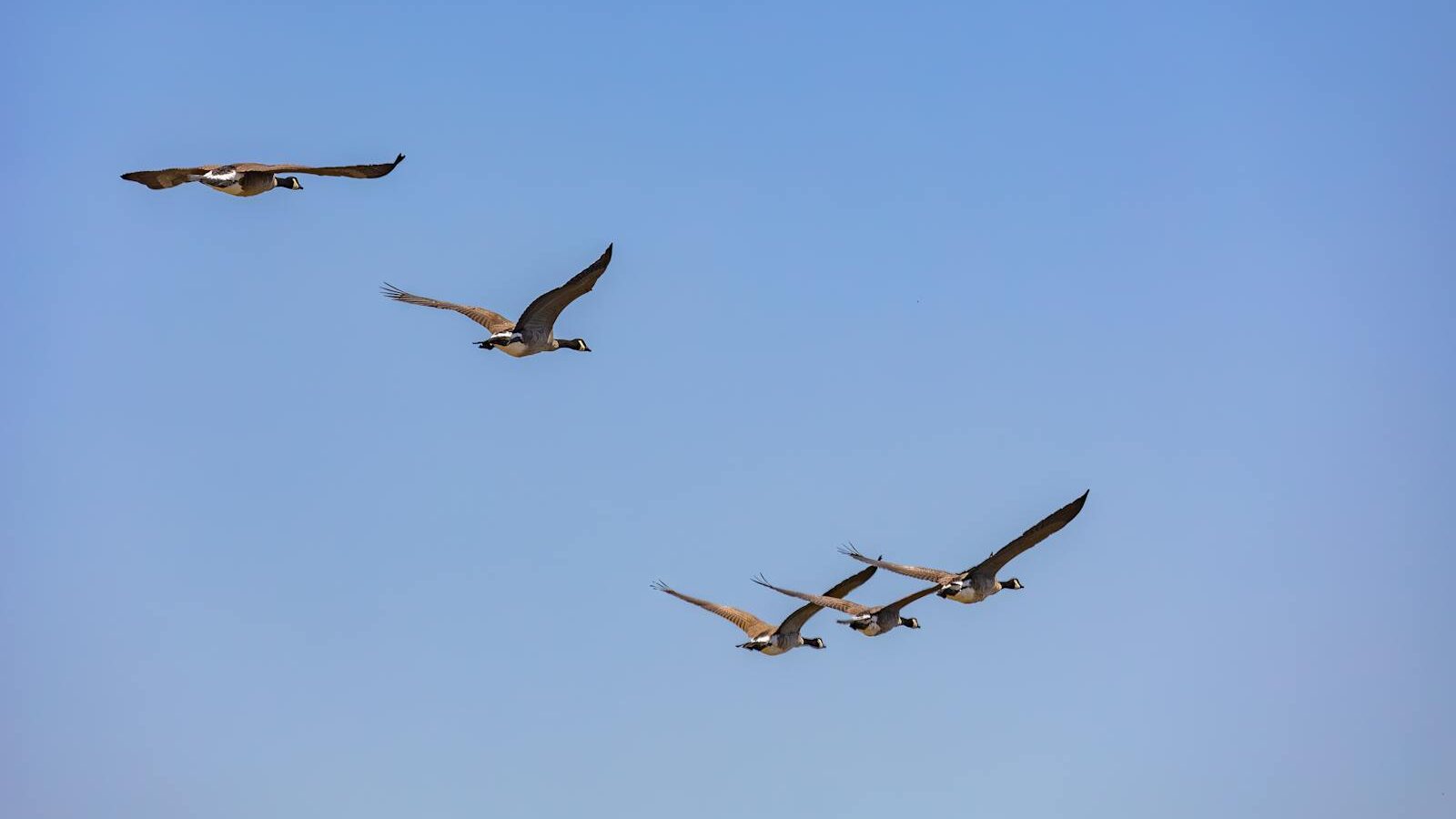 Hidden Facts About The Altitude Records of Geese That Might Surprise ...