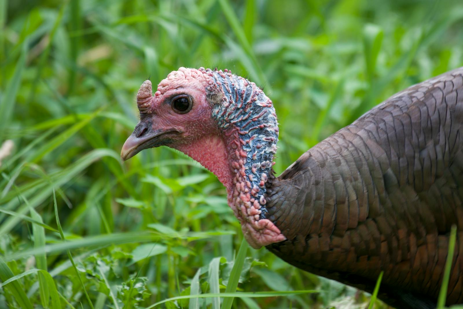 Why Some Birds Are Naturally Bald - bird-life.com