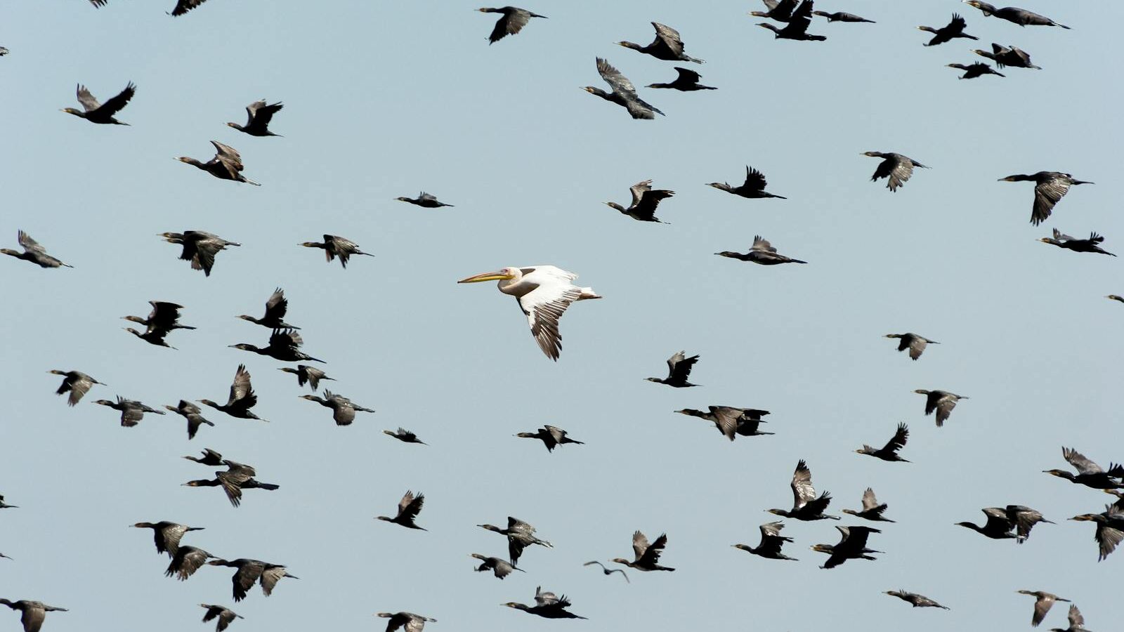 How Birds Build Trust Within a Flock - bird-life.com