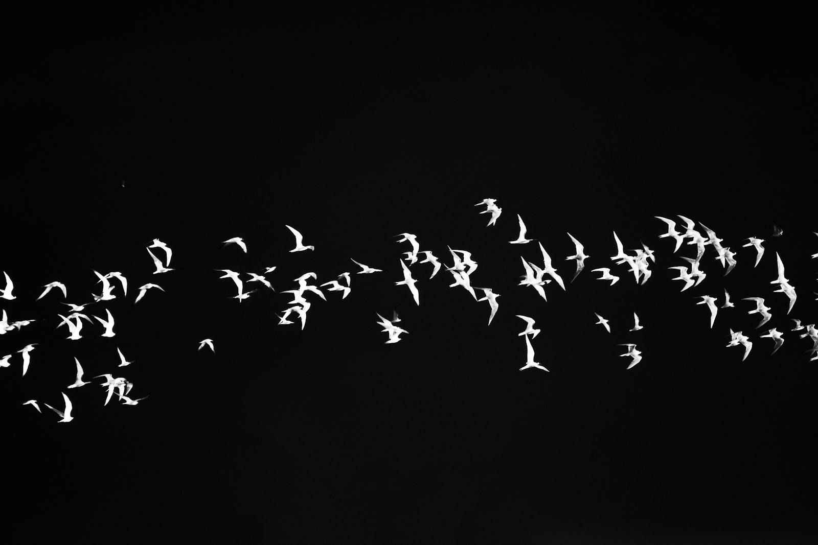 The Best Outdoor Lighting to Avoid Disrupting Birds - bird-life.com