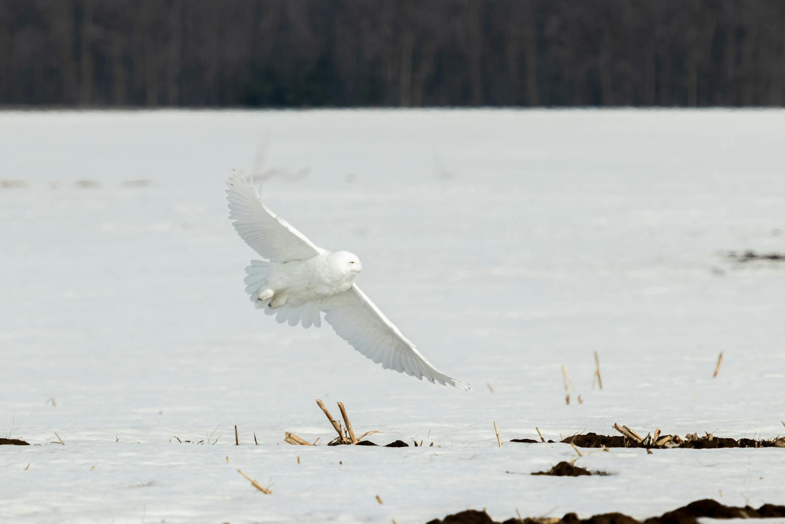 The Snowy Owl’s Secret to Hunting in Silence - bird-life.com