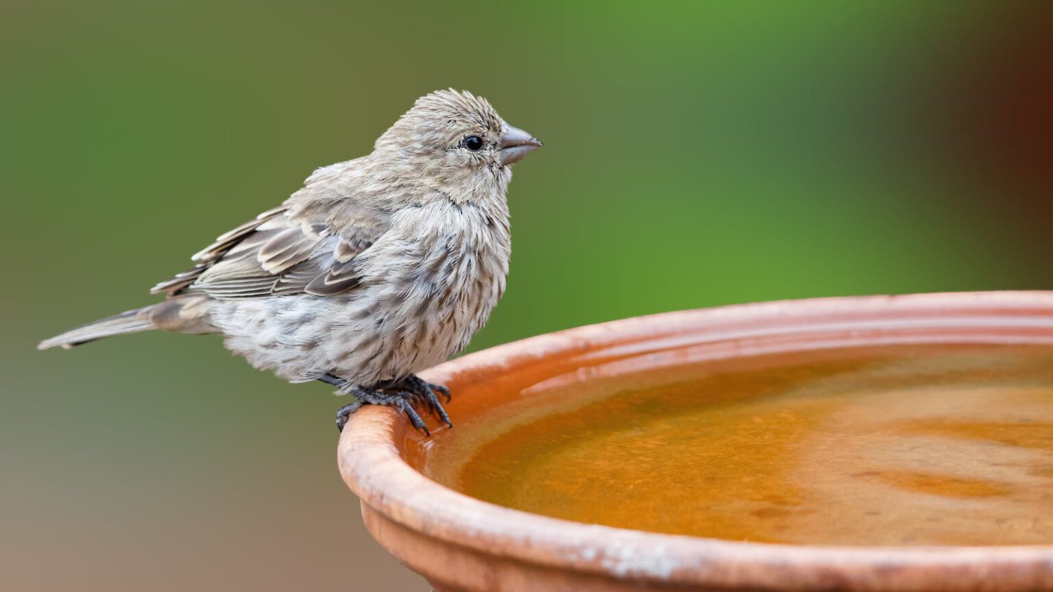 Top 10 Tips For Choosing the Right Birdbath That Every Birdwatcher ...