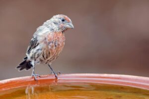 Regional Dialects in Bird Calls – A Global Map - bird-life.com