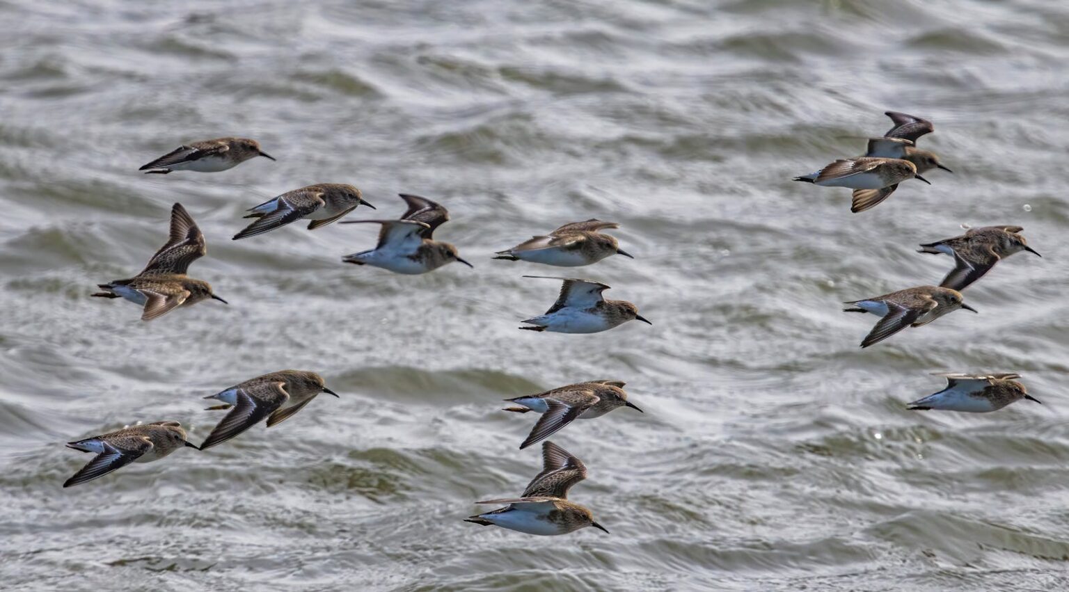 The Bird With the Sharpest Eyesight in the Animal Kingdom - bird-life.com