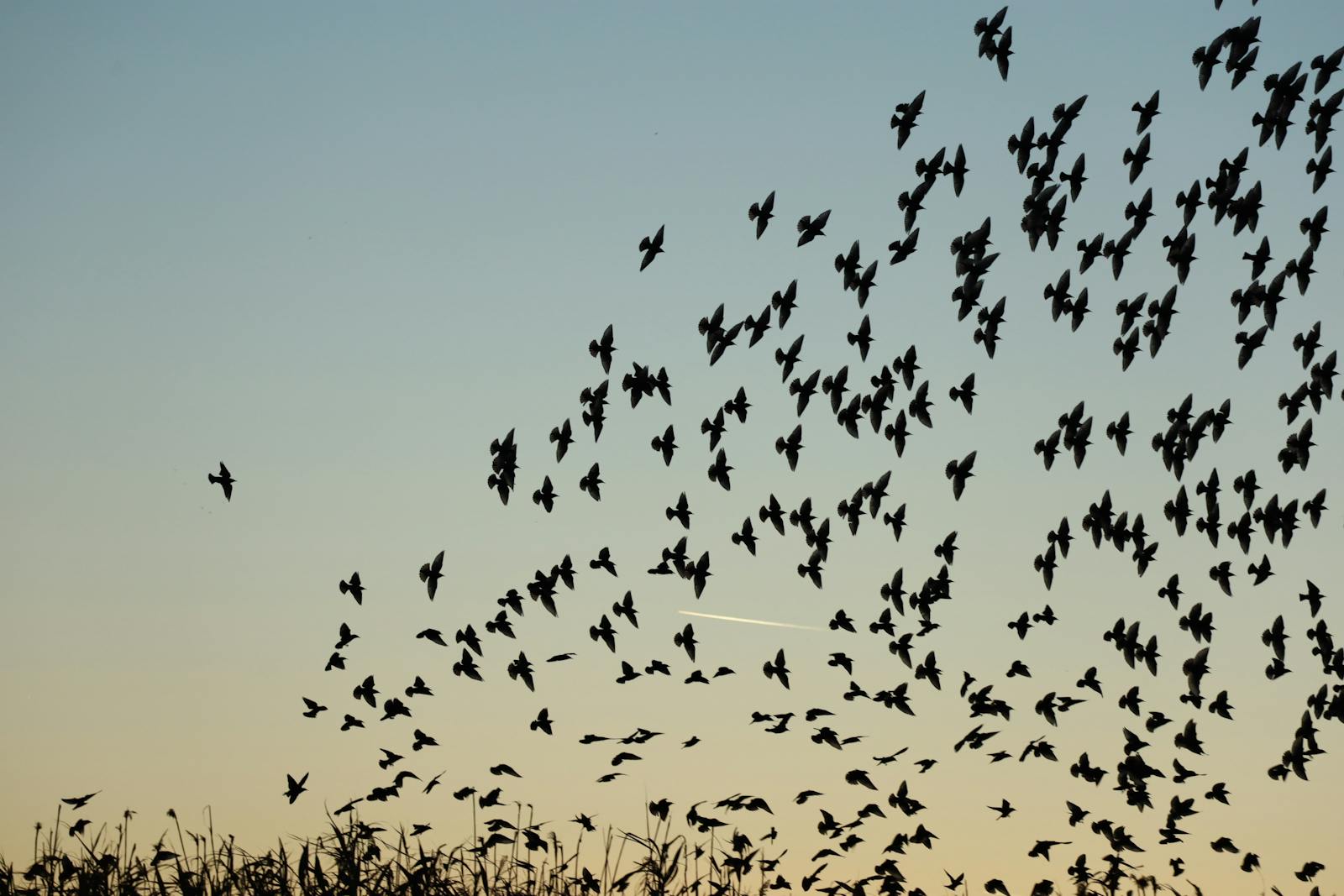 Why Some Birds Travel in Mixed-Species Flocks - bird-life.com