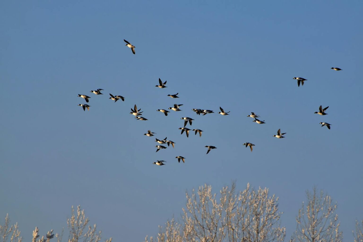 The Role of Wind Speed in Migration Efficiency - bird-life.com