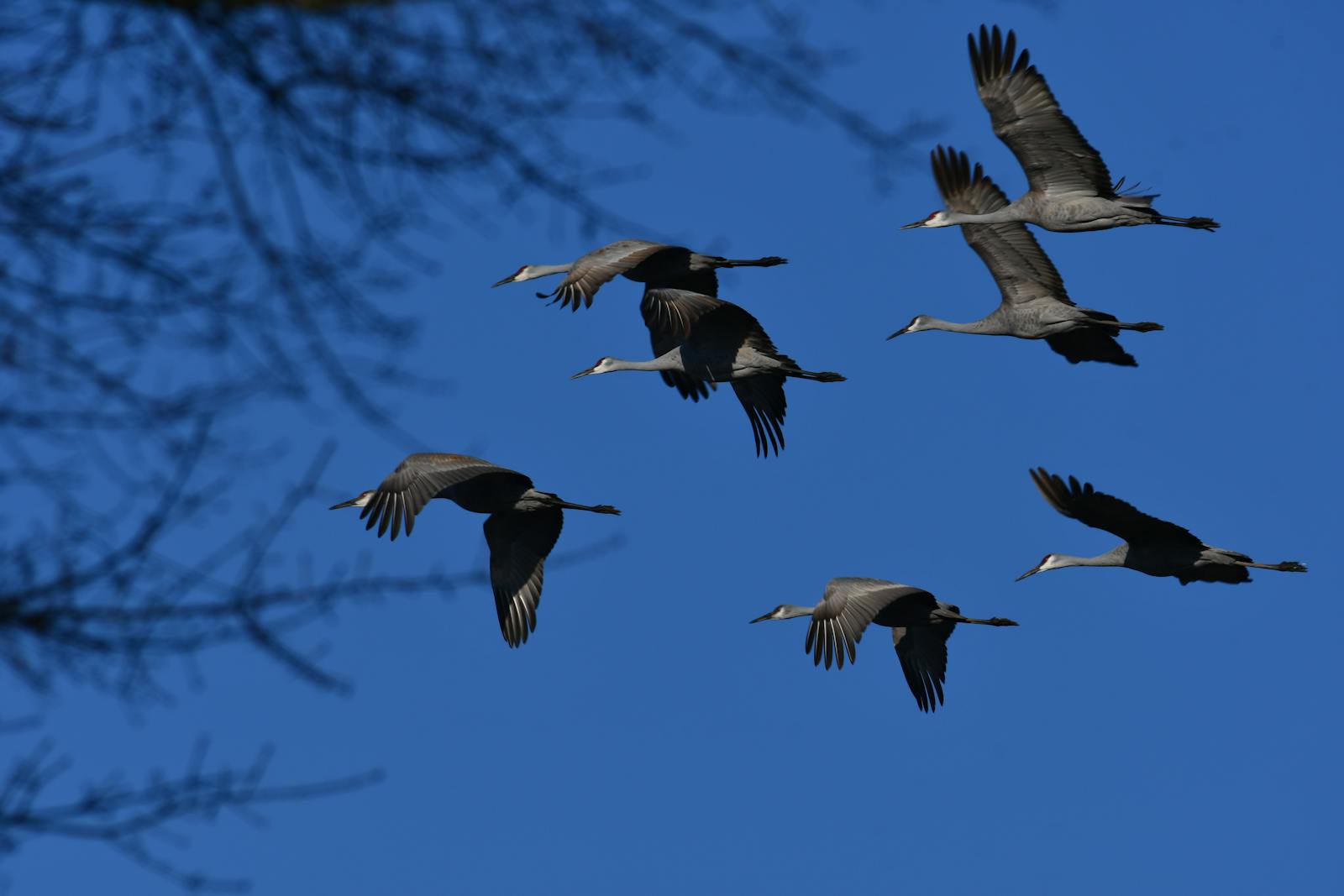 How Birds Use Their Nostrils While Flying - bird-life.com