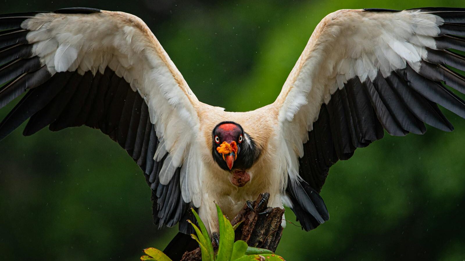The Truth About Vultures 9 Myths People Still Believe - bird-life.com
