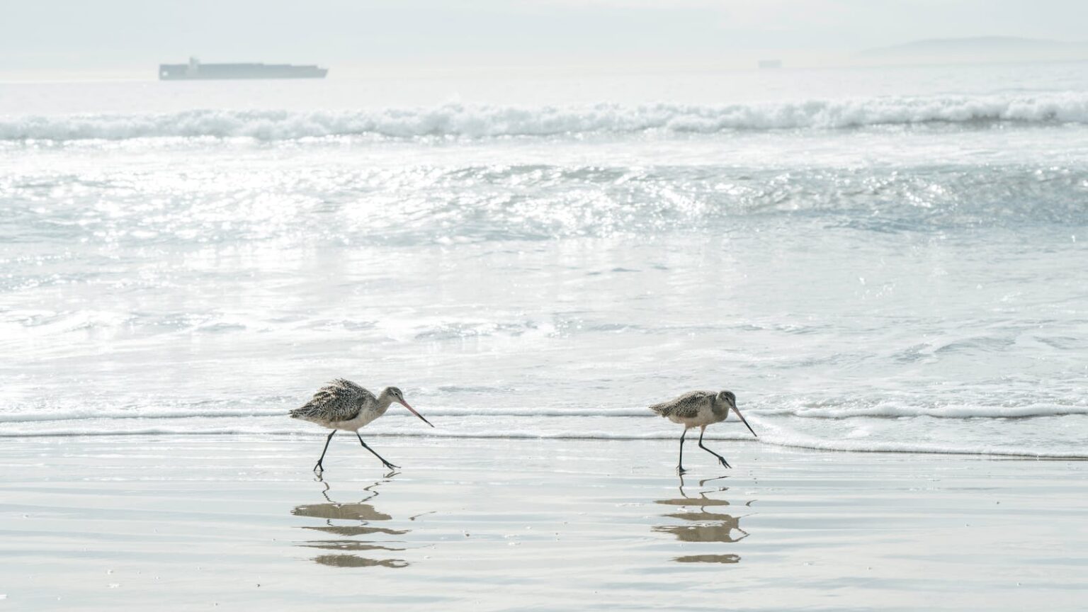 The Longest Nonstop Bird Flight Ever Recorded - bird-life.com