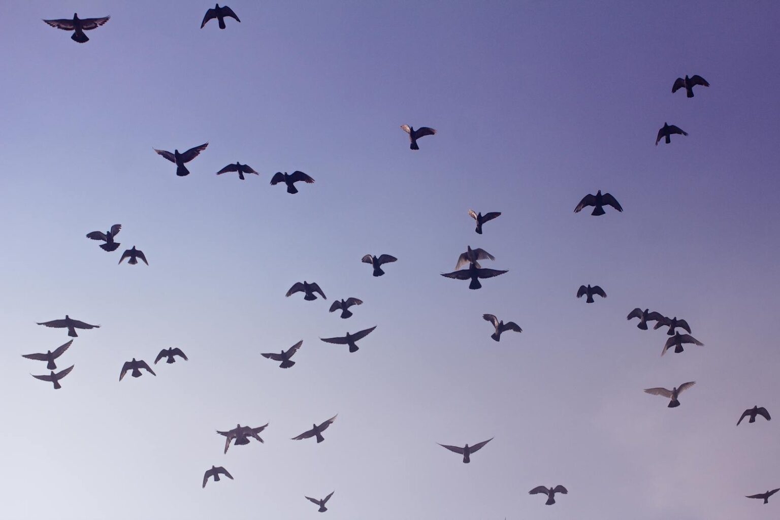 How Do Birds Sense Magnetic Fields? - bird-life.com