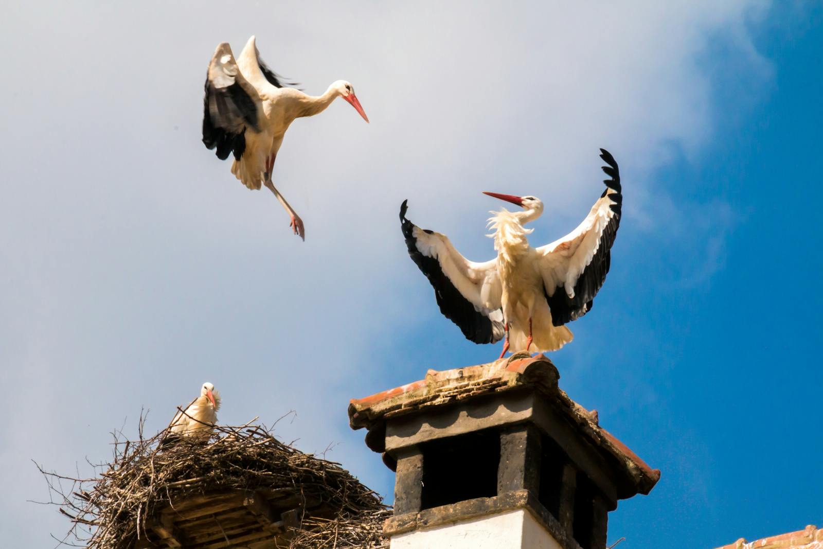 The Birds That Perform Aerial Acrobatics to Defend Their Nests - bird ...