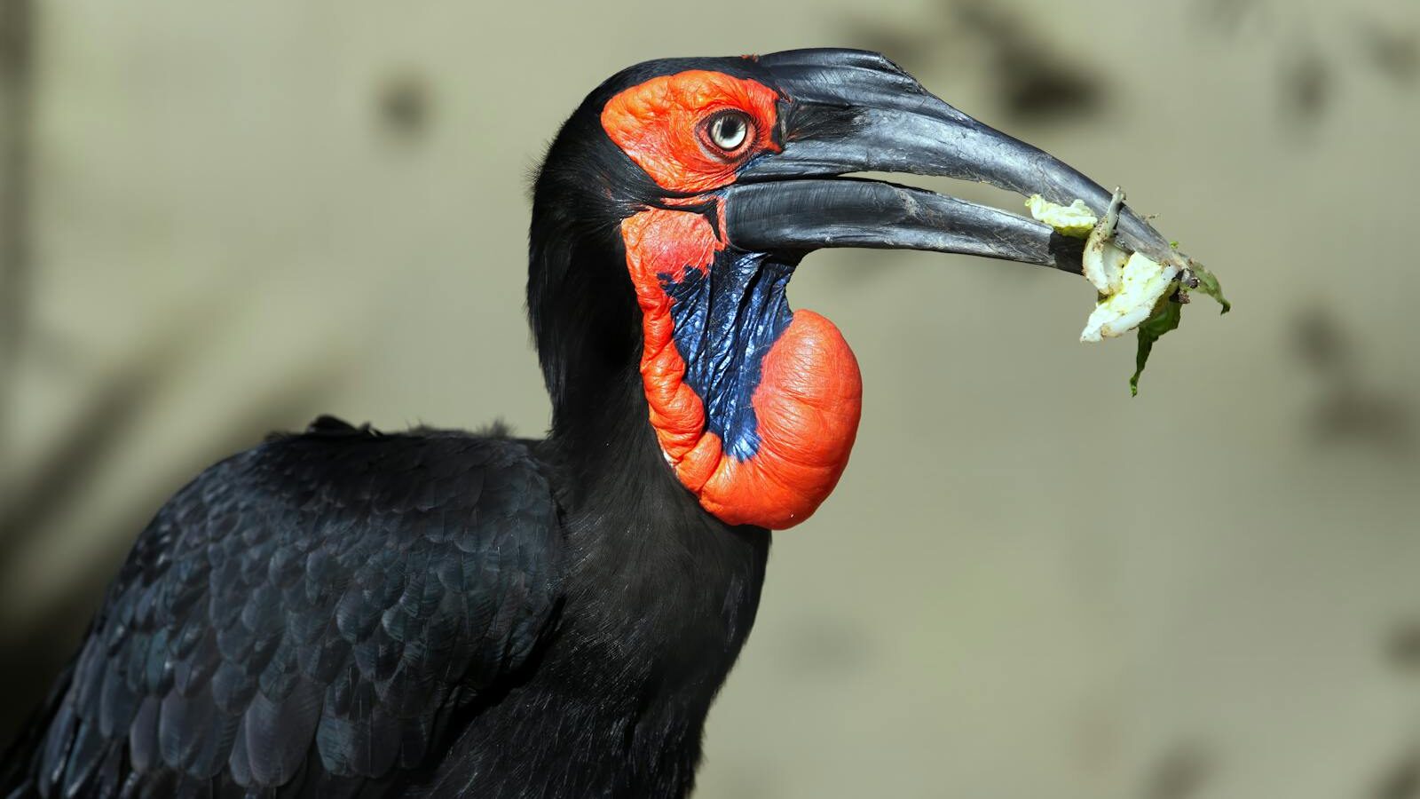 How to Attract Insect-Eating Birds to Your Yard - bird-life.com