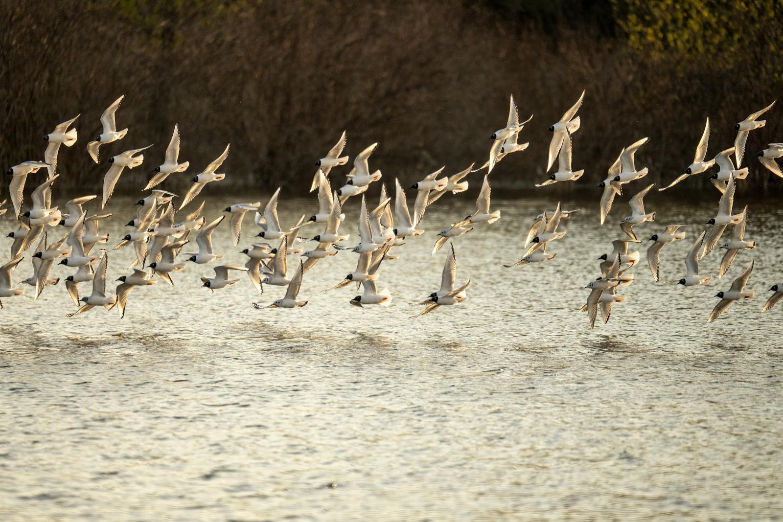 How Birds Inspire Aerospace Engineering Designs - bird-life.com
