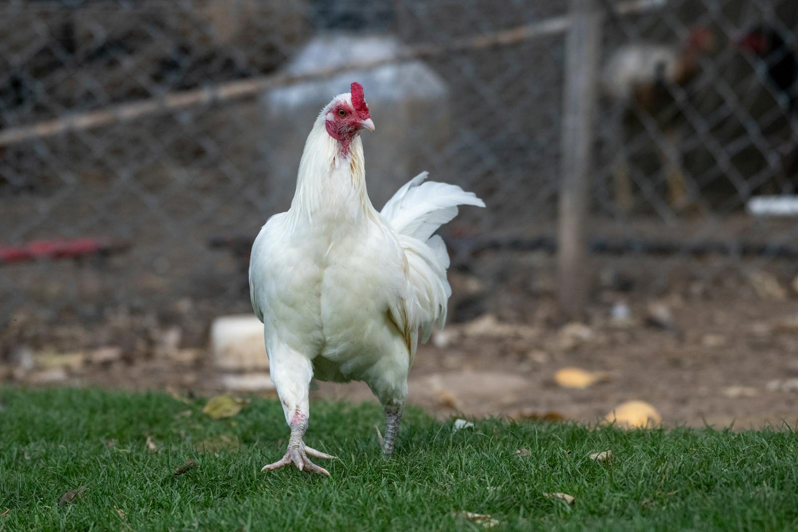 How to ID Birds by Their Wing Shapes - bird-life.com