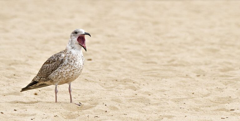 Why Birds Yawn – And What It Could Mean - bird-life.com