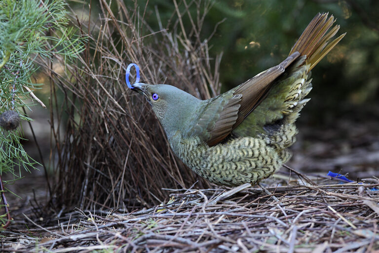 How the Bowerbird Uses Architecture to Find Love - bird-life.com