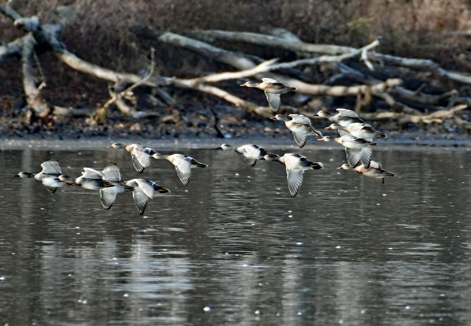 Why Some Birds Follow Rivers Instead of Air Currents - bird-life.com