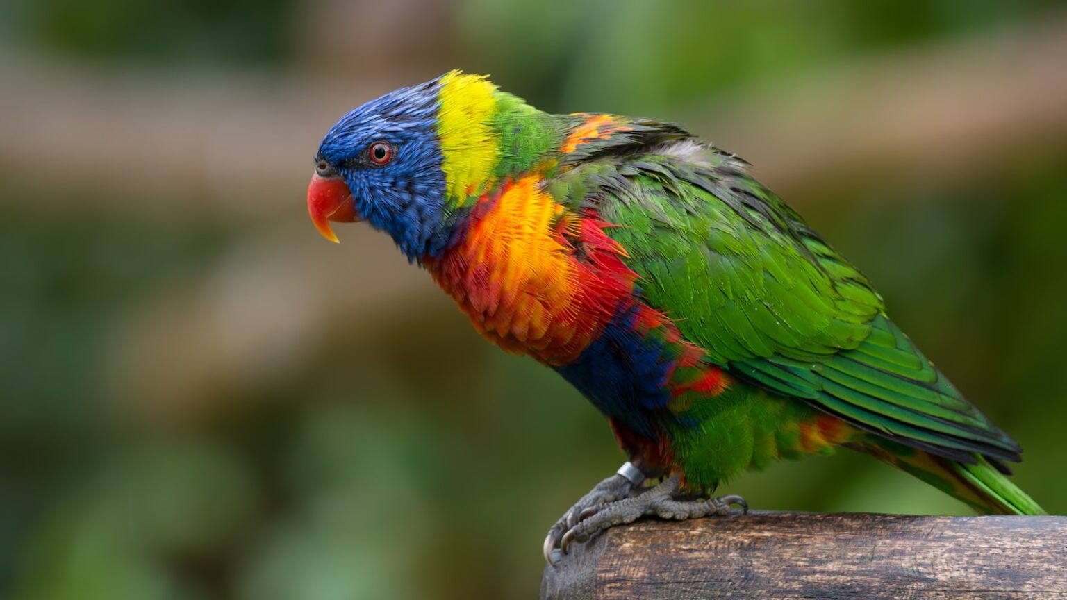 The Bird With Feathers That Glow Under UV Light - bird-life.com