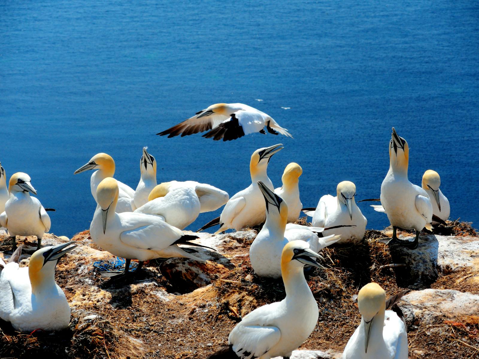 Why Some Birds Skip Migration Entirely - bird-life.com