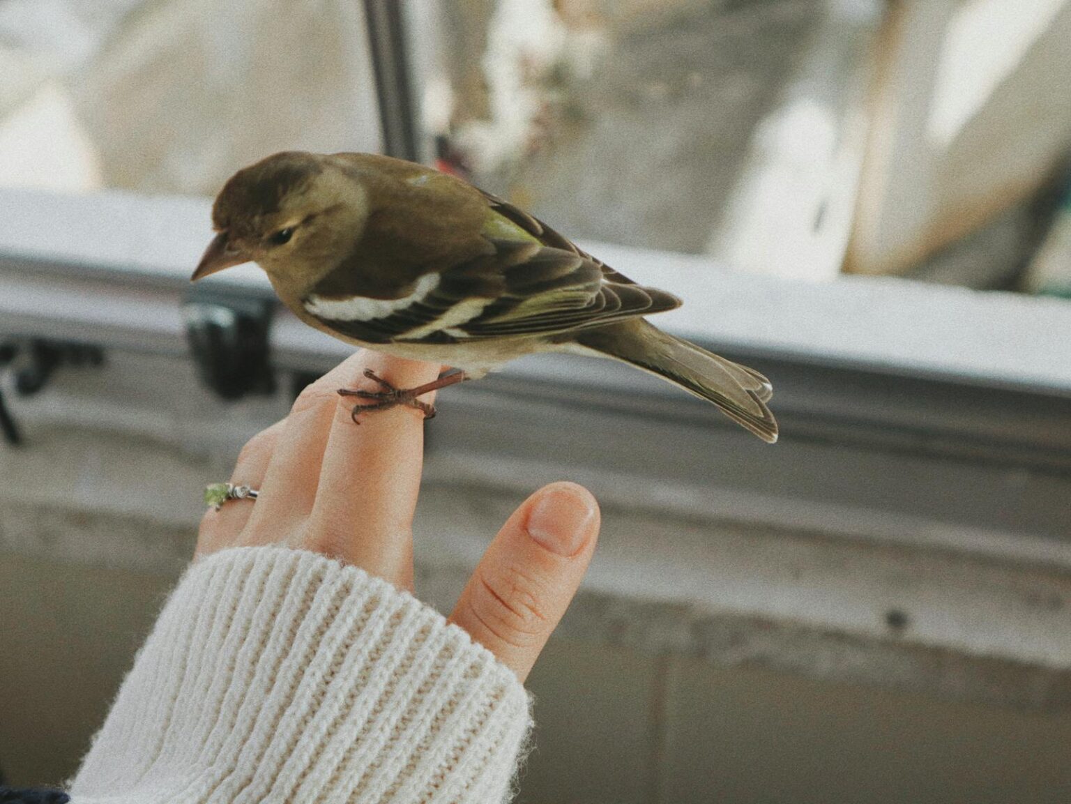 How to Tell if a Bird Is Stressed or Sick - bird-life.com