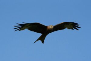 How Birds Use Fire – The Incredible Tool-Using Raptors of Australia ...