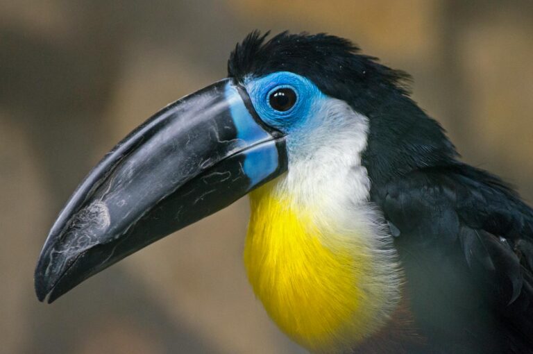 The Sharpest Beak in the Bird World - bird-life.com
