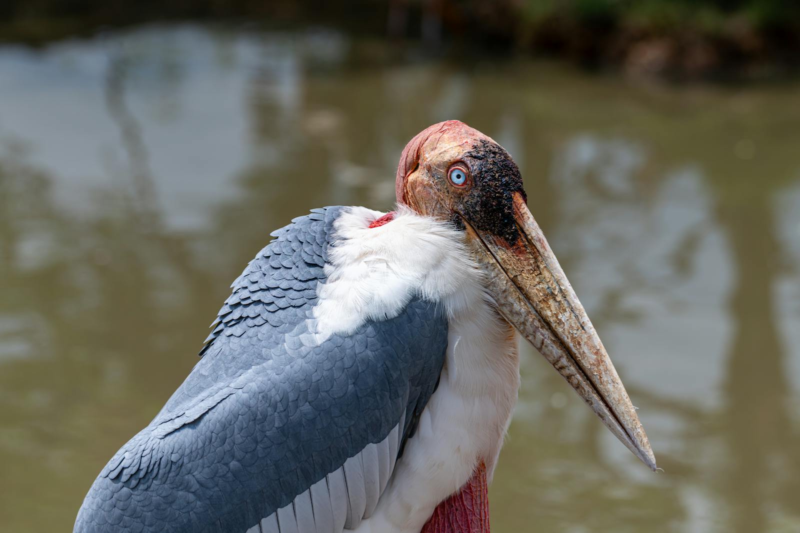 Why Some Birds Are Naturally Bald - bird-life.com