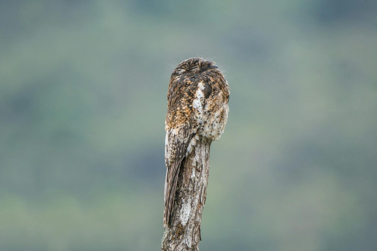 Why the Potoo Is the Master of Disguise - bird-life.com