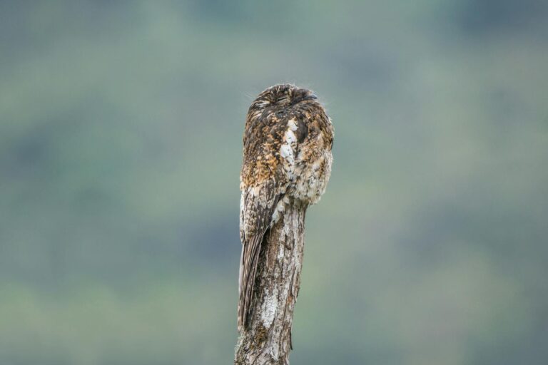 Why the Potoo Is the Master of Disguise - bird-life.com