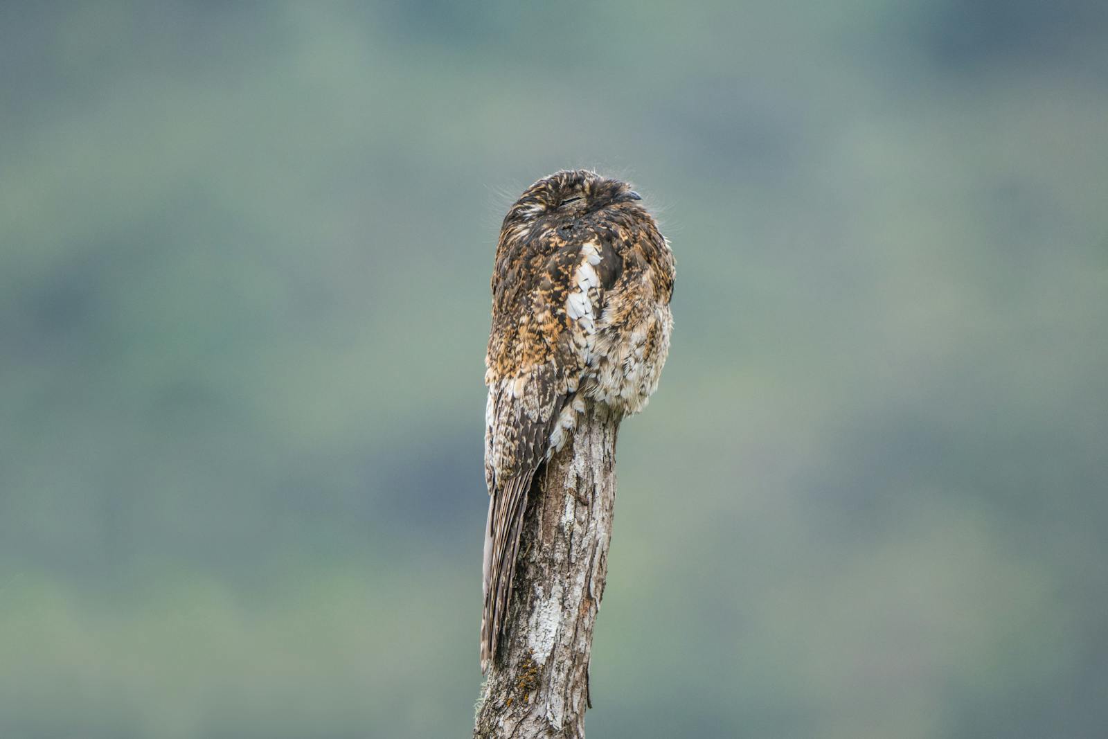 Why the Potoo Is the Master of Disguise - bird-life.com
