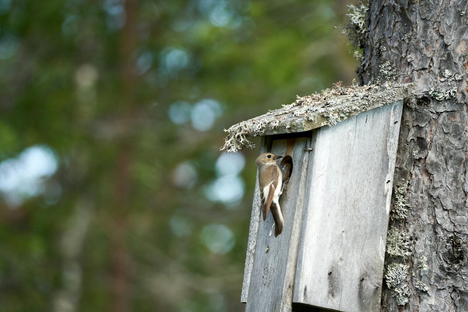 How Birds Reuse Old Nests – And Which Ones Don’t - bird-life.com