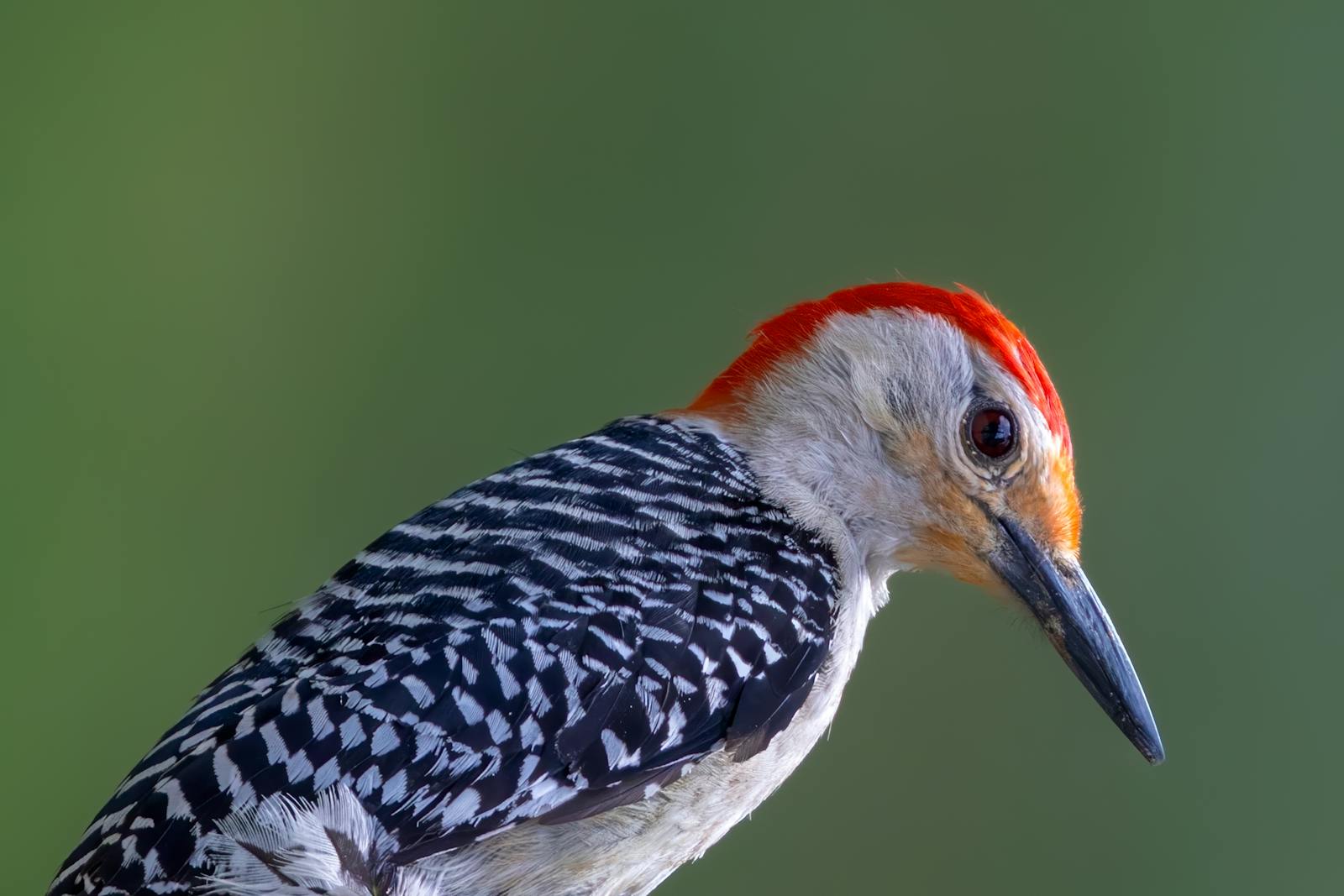 The Sharpest Beak in the Bird World - bird-life.com