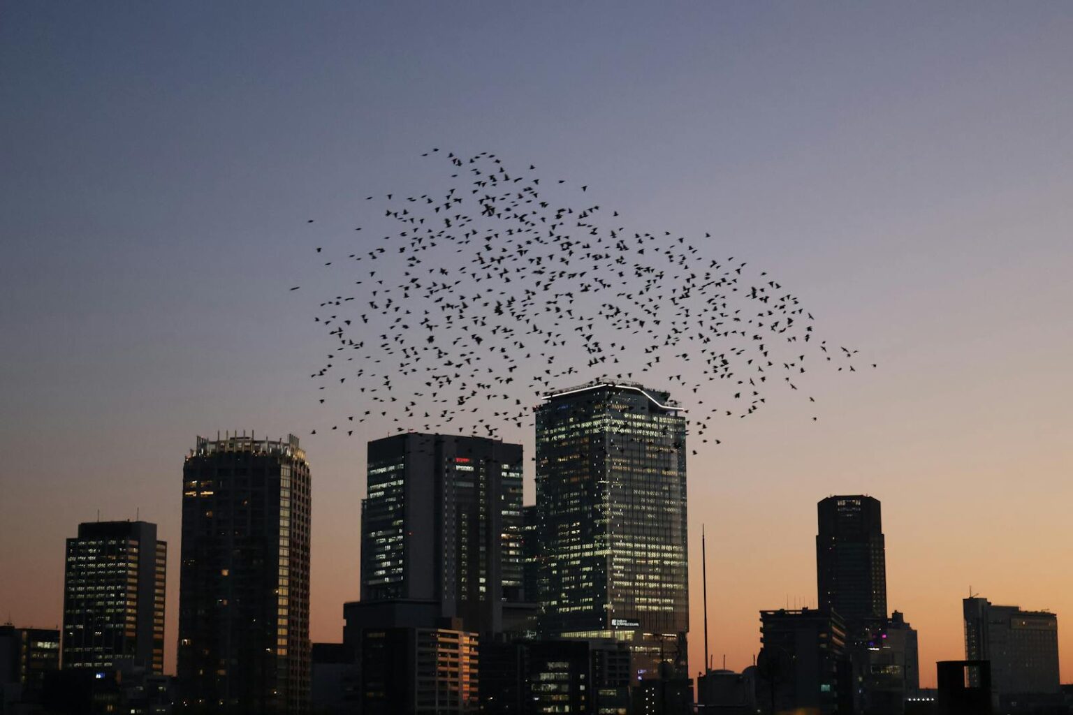 Why Some Birds Travel in Mixed-Species Flocks - bird-life.com