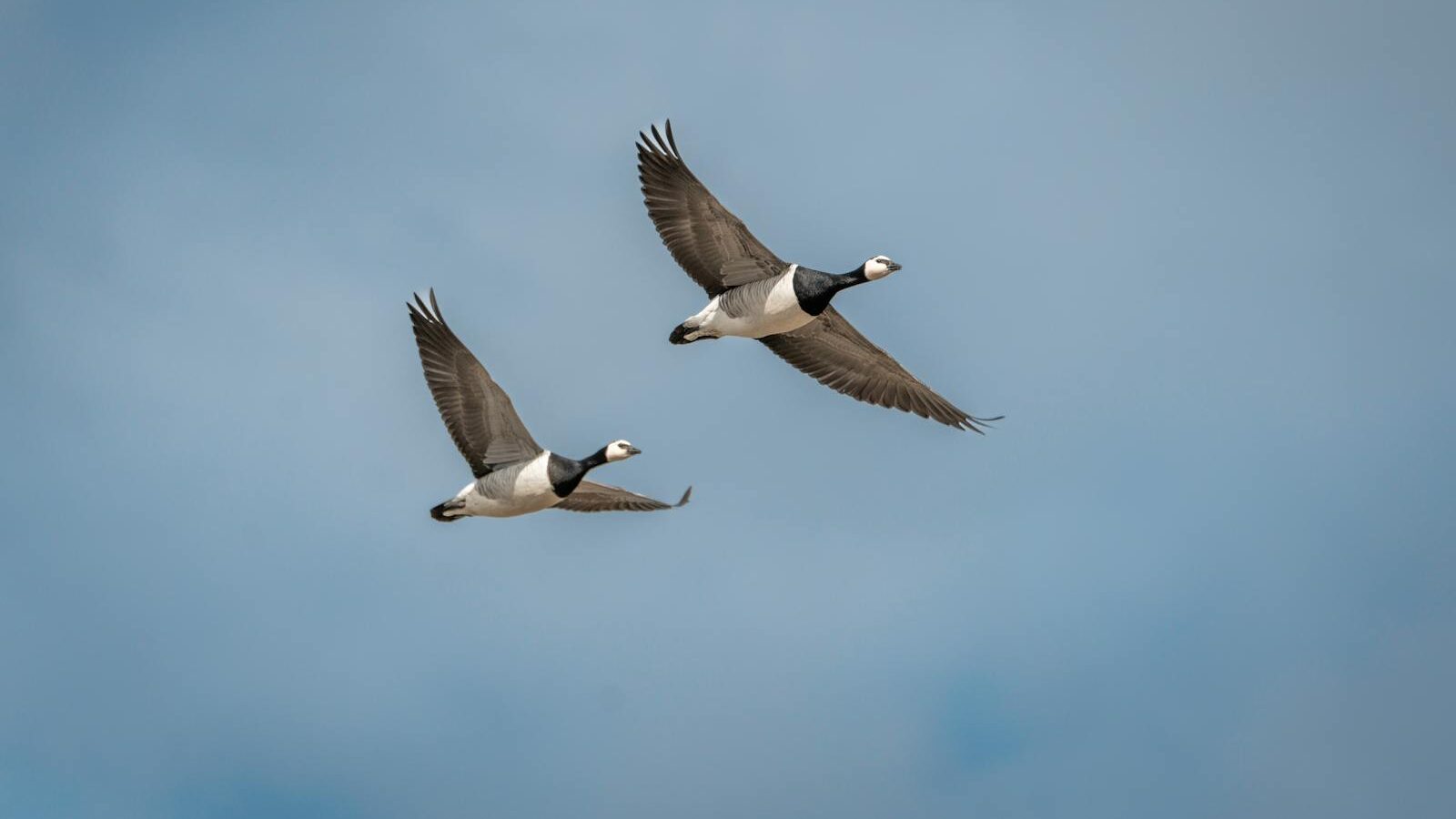 Could This Be the Highest Altitude Records of Geese You've Ever Seen ...