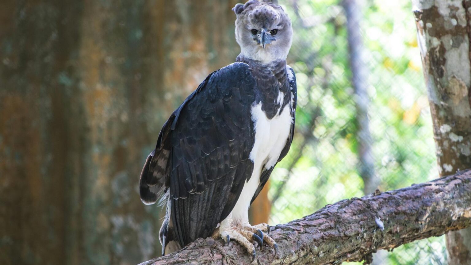 Top 10 Harpy Eagle Talon Facts Every Birdwatcher Should Know - bird ...