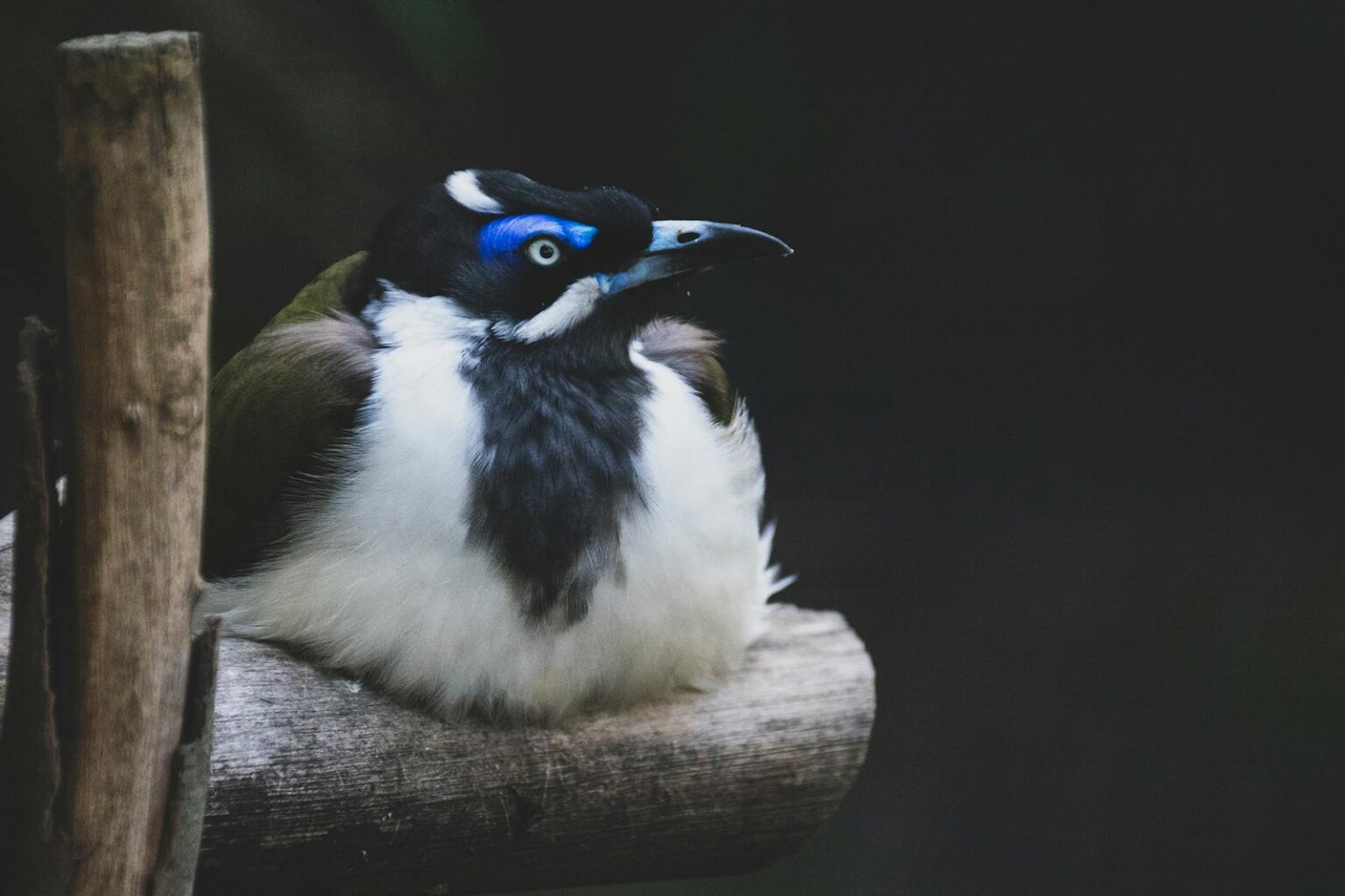 The Role of Feathers in Regulating Body Temperature - bird-life.com