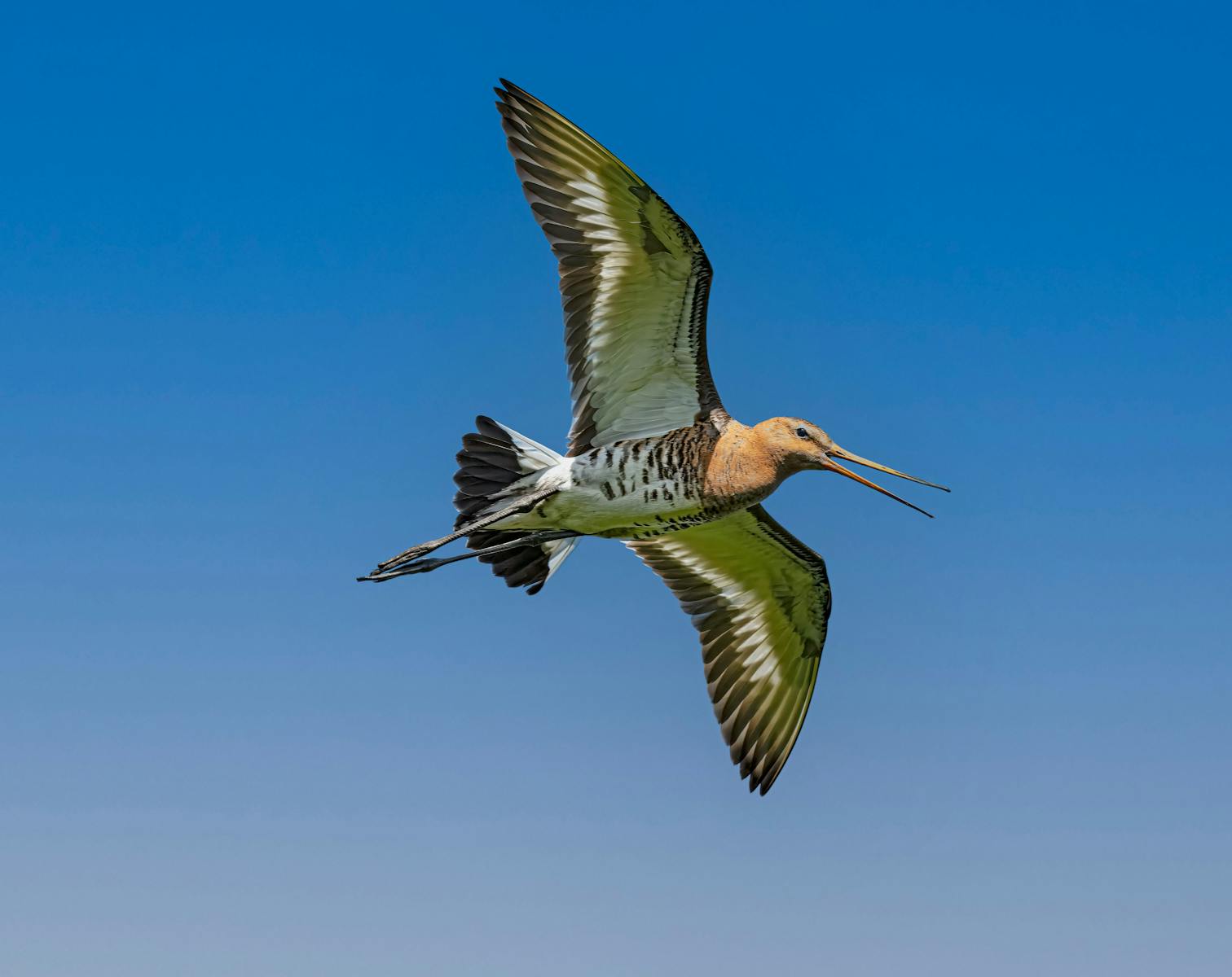 How Birds Survive Long Flights Over Open Ocean - bird-life.com