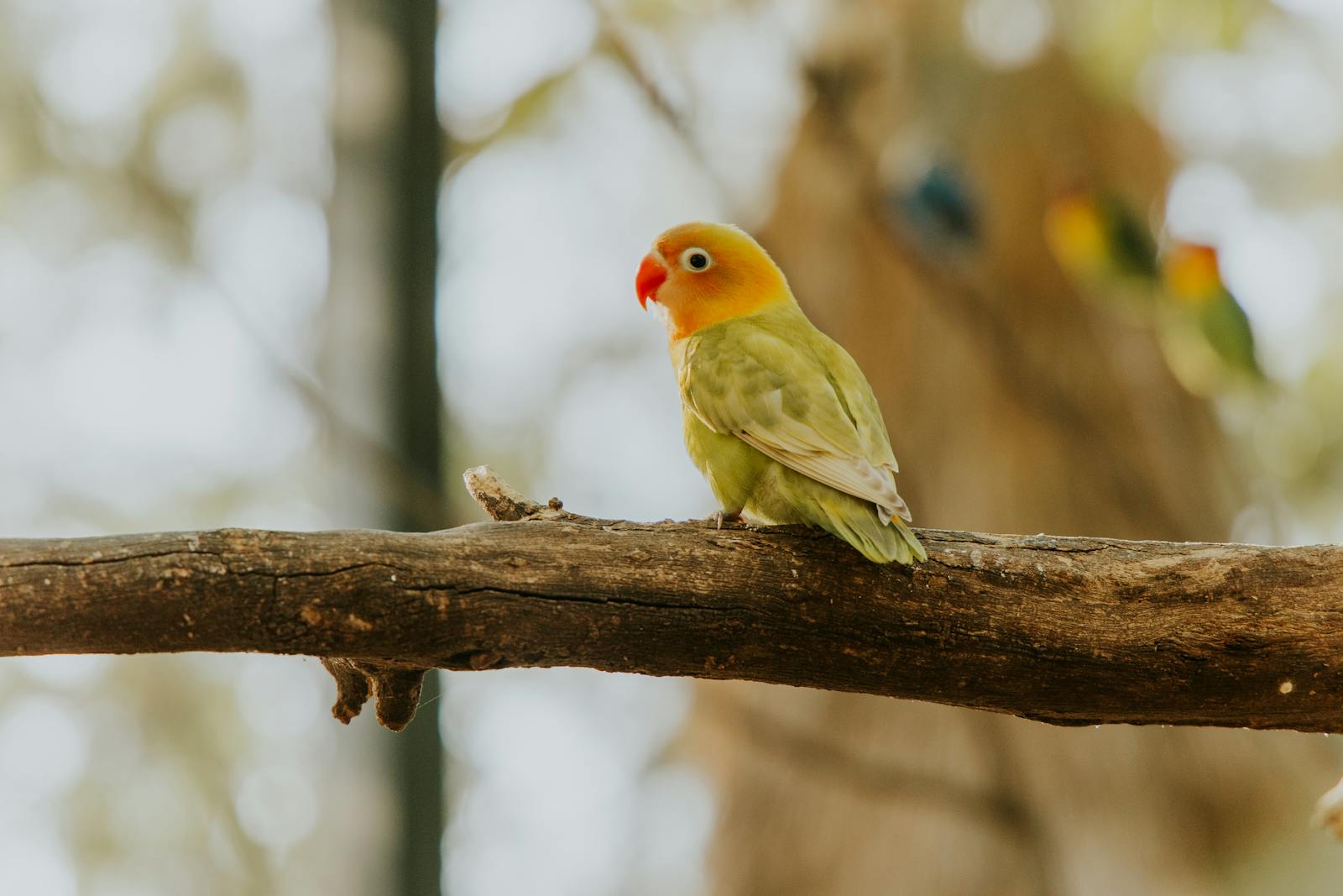 Why Some Birds Have Permanent “Baby Faces” - bird-life.com