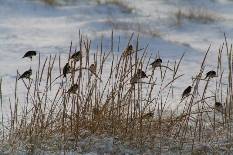 These Birds Can Change Their Feather Color With the Season - bird-life.com