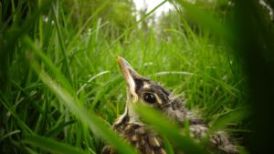How to Identify Baby Birds You Find Outside - bird-life.com