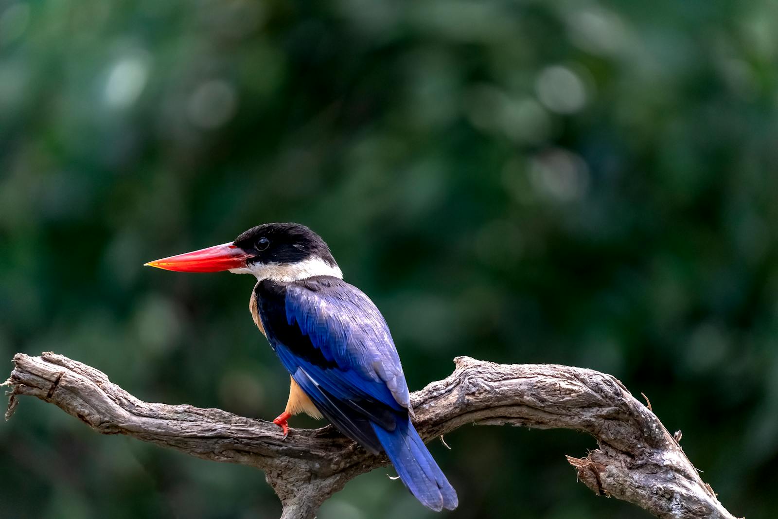 The Role of Feathers in Regulating Body Temperature - bird-life.com