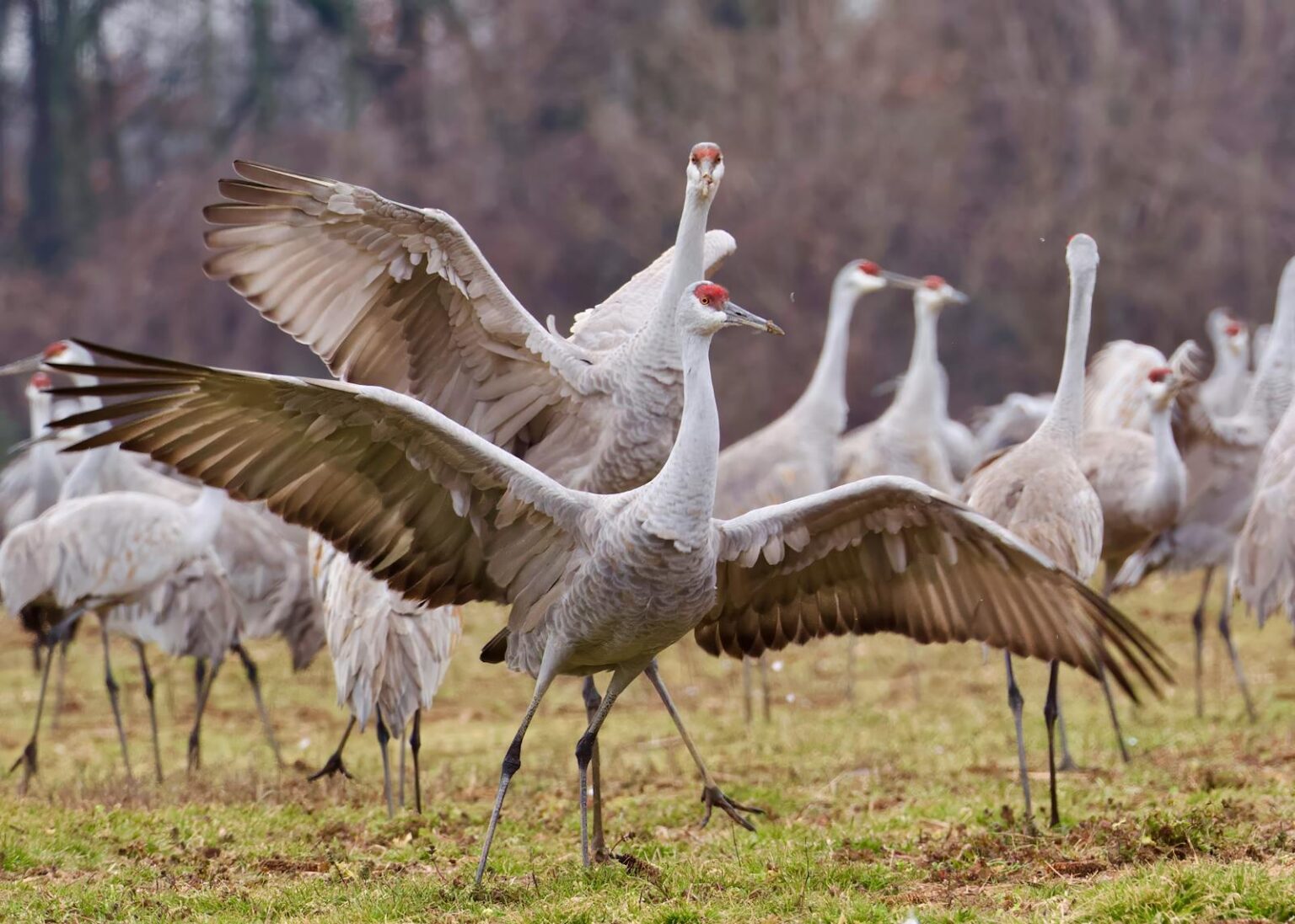 The Best Migration Rest Stops in North America - bird-life.com
