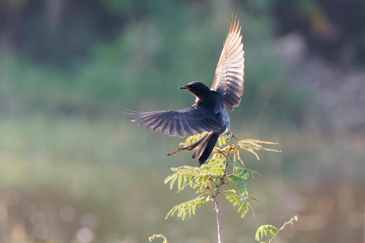 The Bird That Imitates Predators to Scare Off Rivals - bird-life.com