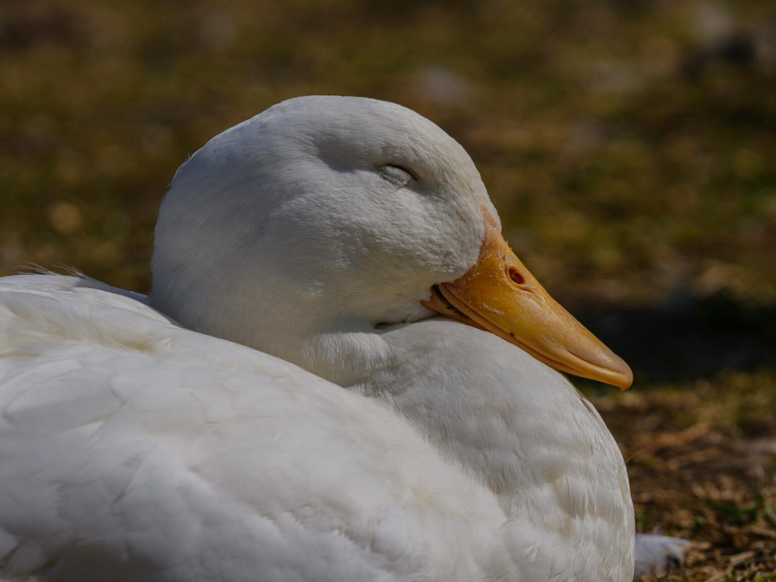 Birds That Sleep With Their Heads Tucked Under Their Wings - bird-life.com